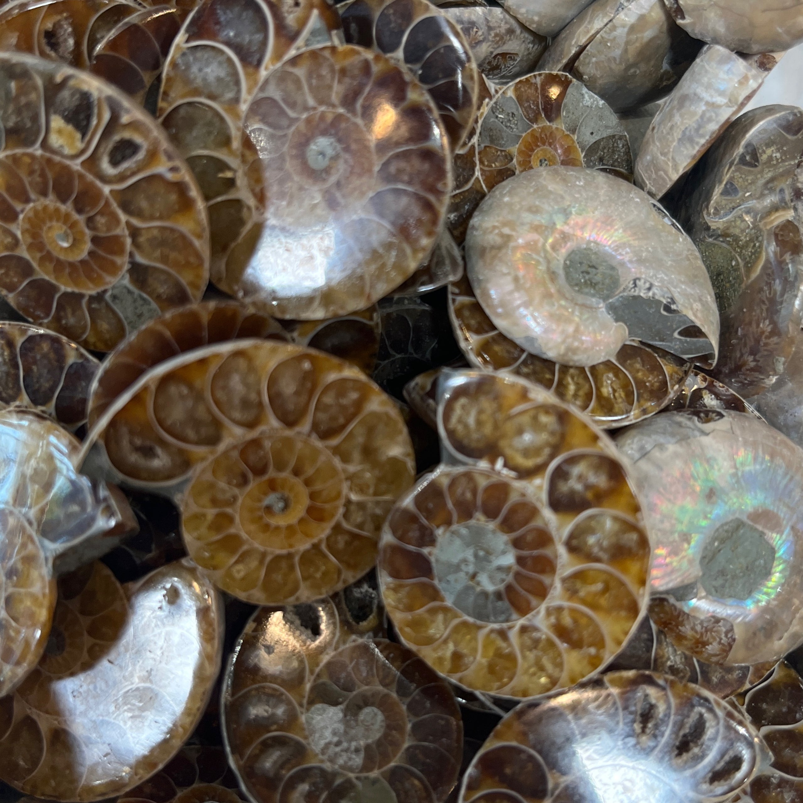 Ammonite | Main Street Rocks